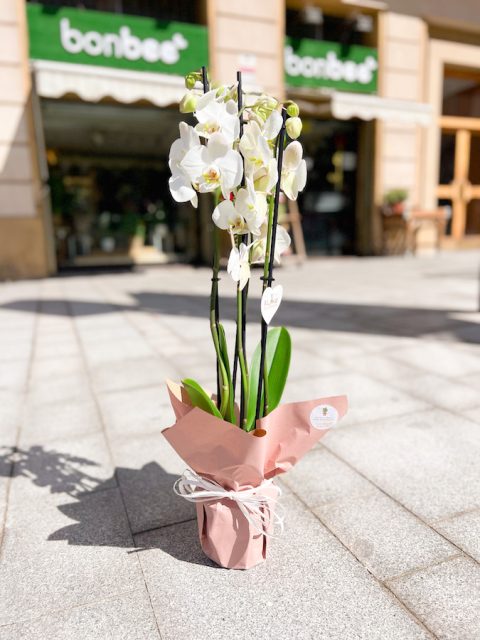 Enviar planta de Orquídea a domicilio en Barcelona • BonBee